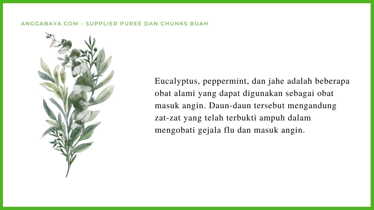 5 Daun Untuk Obat Masuk Angin Yang Mudah Anda Temukan – Anggabaya