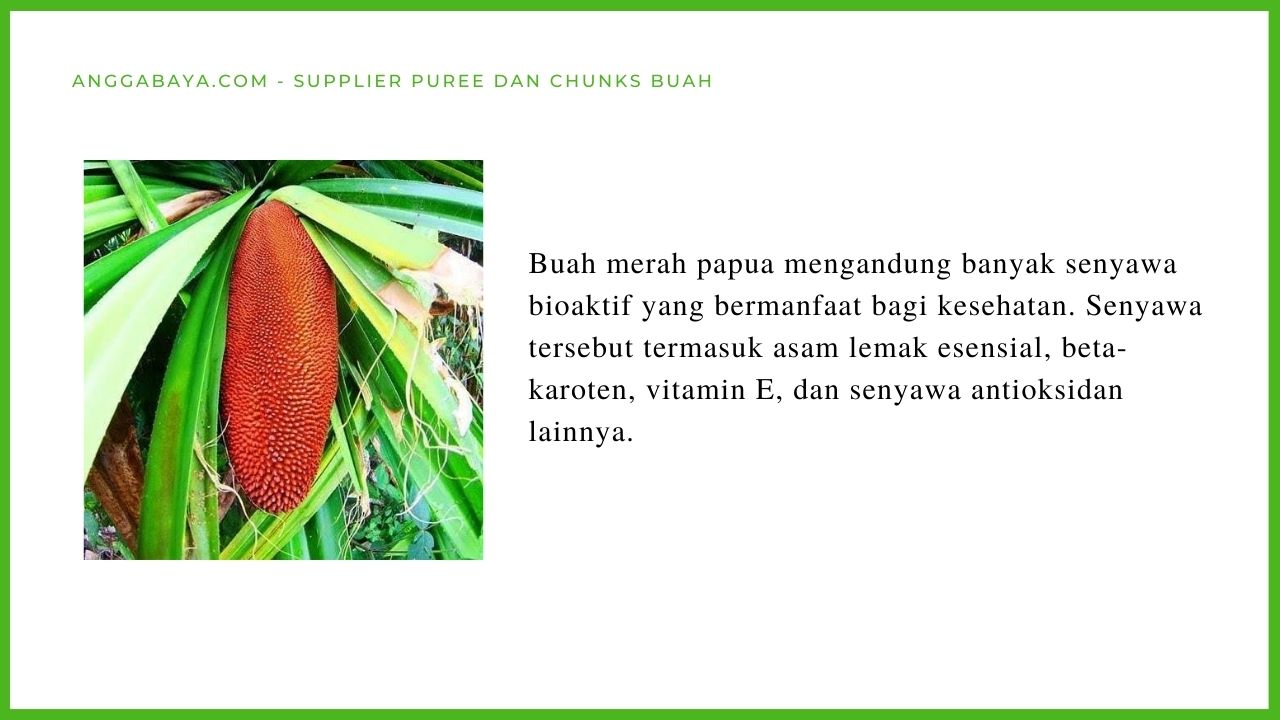 Ini Dia Minyak Buah Merah Papua Dan Manfaatnya – Anggabaya
