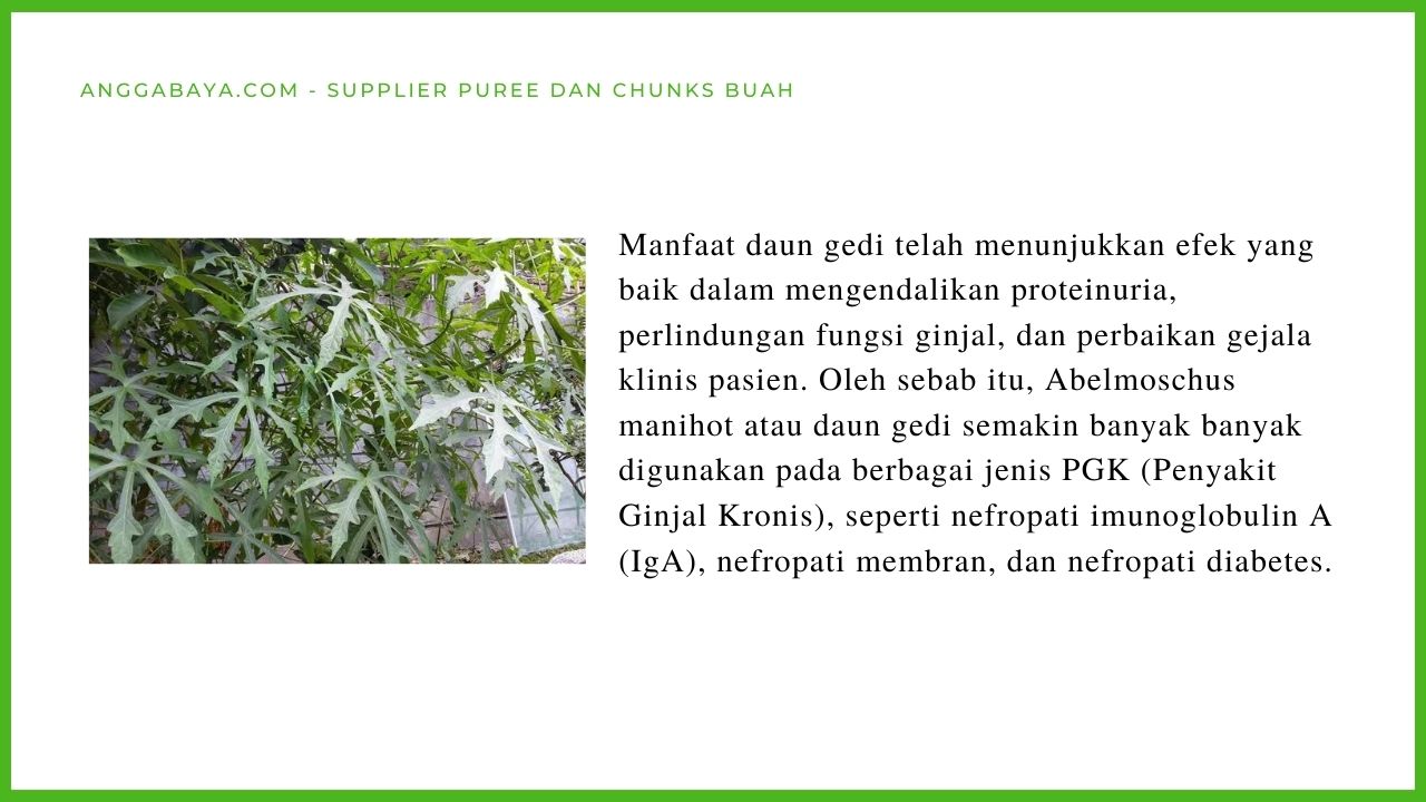 Yuk Ketahui Manfaat Daun Gedi Merah Untuk Ginjal – Anggabaya